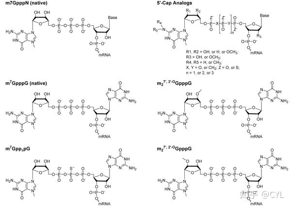 【文献翻译】mRNA治疗学的挑战与展望 - 知乎
