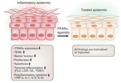 PPAR-α类激动剂在护肤品中的应用 - 知乎