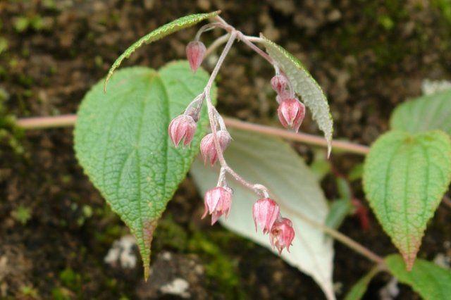 有哪些仅含有单一已描述物种的属以上分类单元？ - 知乎