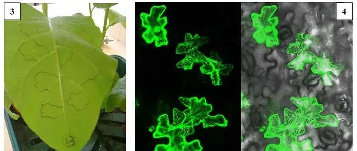 BiFC实验技术详解 - 知乎