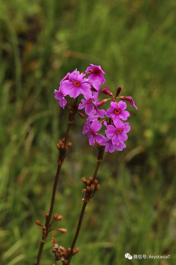 自然：足迹//横断山区植物小记一：百合科，报春花科 - 知乎