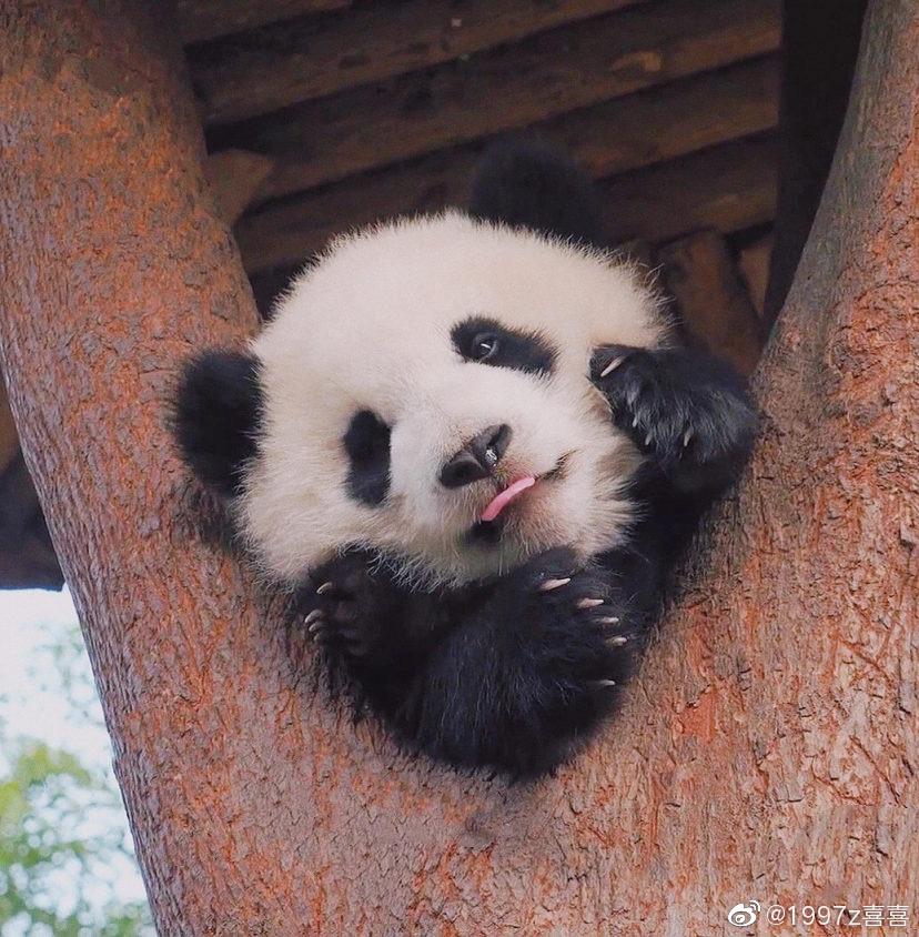 如何在pandas中使用loc、iloc函数进行数据索引（入门篇） - 知乎