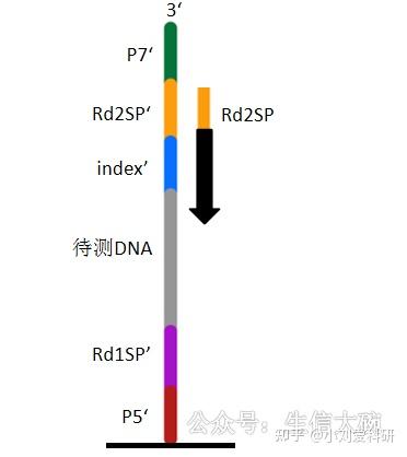 你真的搞懂测序技术了吗 ——第二代测序 - 知乎