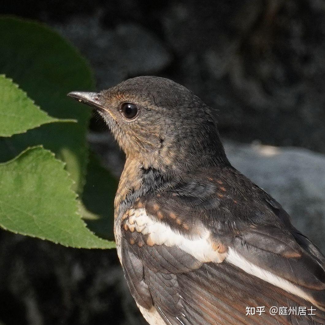 索尼70-350g综合体验(多图) - 知乎