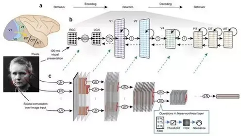 卷积神经网络十五问：CNN与生物视觉系统的研究探索 - 知乎