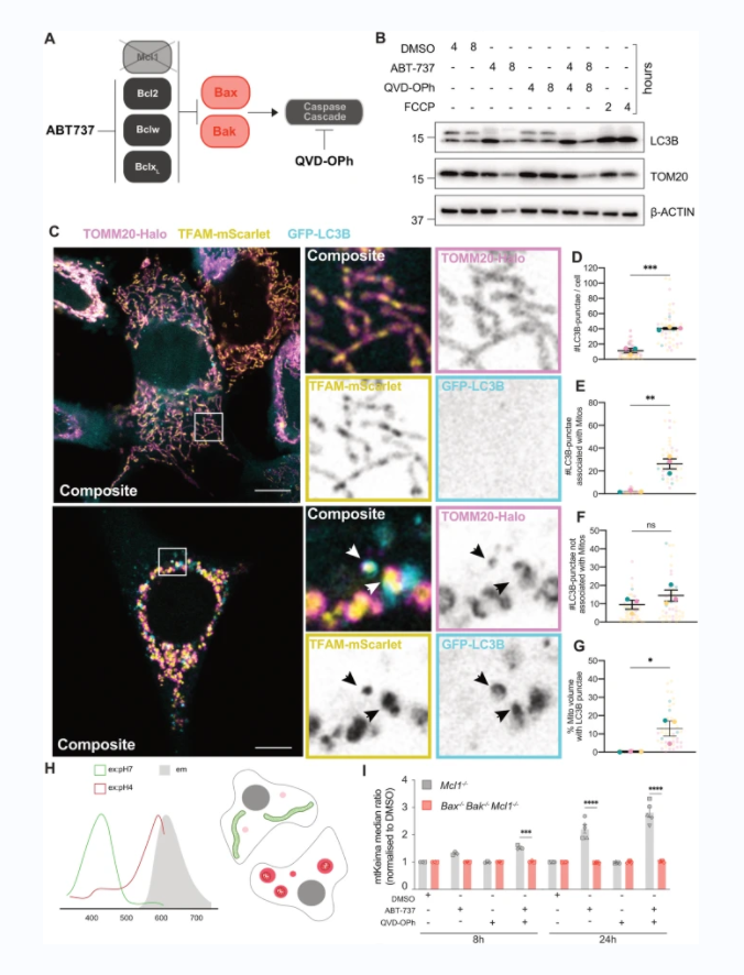 Nature：线粒体内膜的暴露引发细胞凋亡线粒体自噬 - 知乎