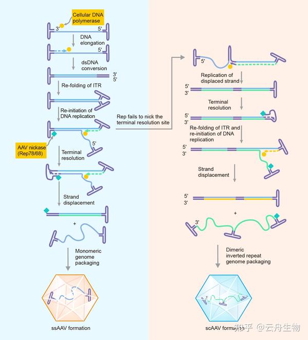 哺乳动物shRNA干扰scAAV载体—云舟生物 - 知乎