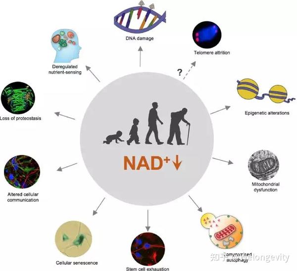 NAD是什么？一篇完整必看介绍 - 知乎