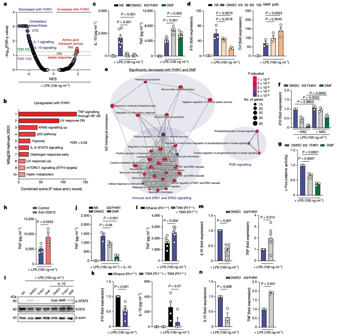 Nature丨巨噬细胞富马酸水合酶抑制 mtRNA 介导的干扰素产生 - 知乎