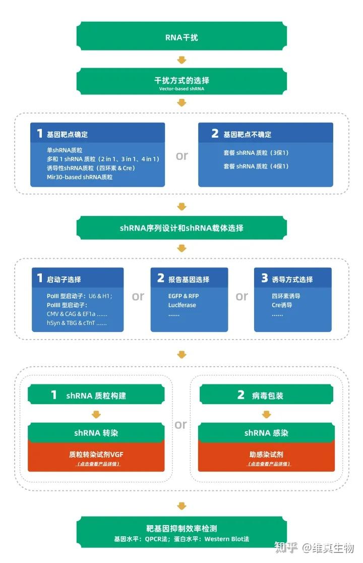 RNAi实验中siRNA设计原则是什么？ - 知乎