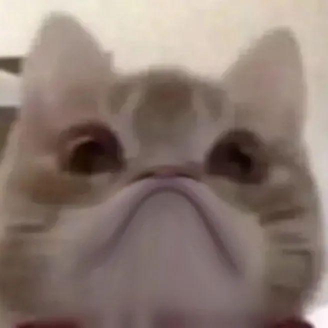 有没有抖音最近很火的猫猫表情包? - 知乎
