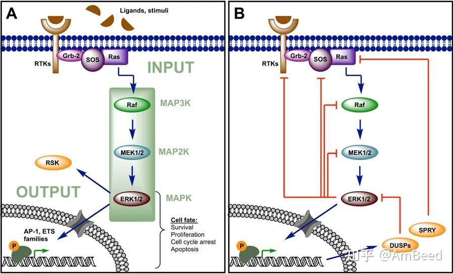 【AmBeed解读】ERK的作用机制及相关抑制剂 - 知乎