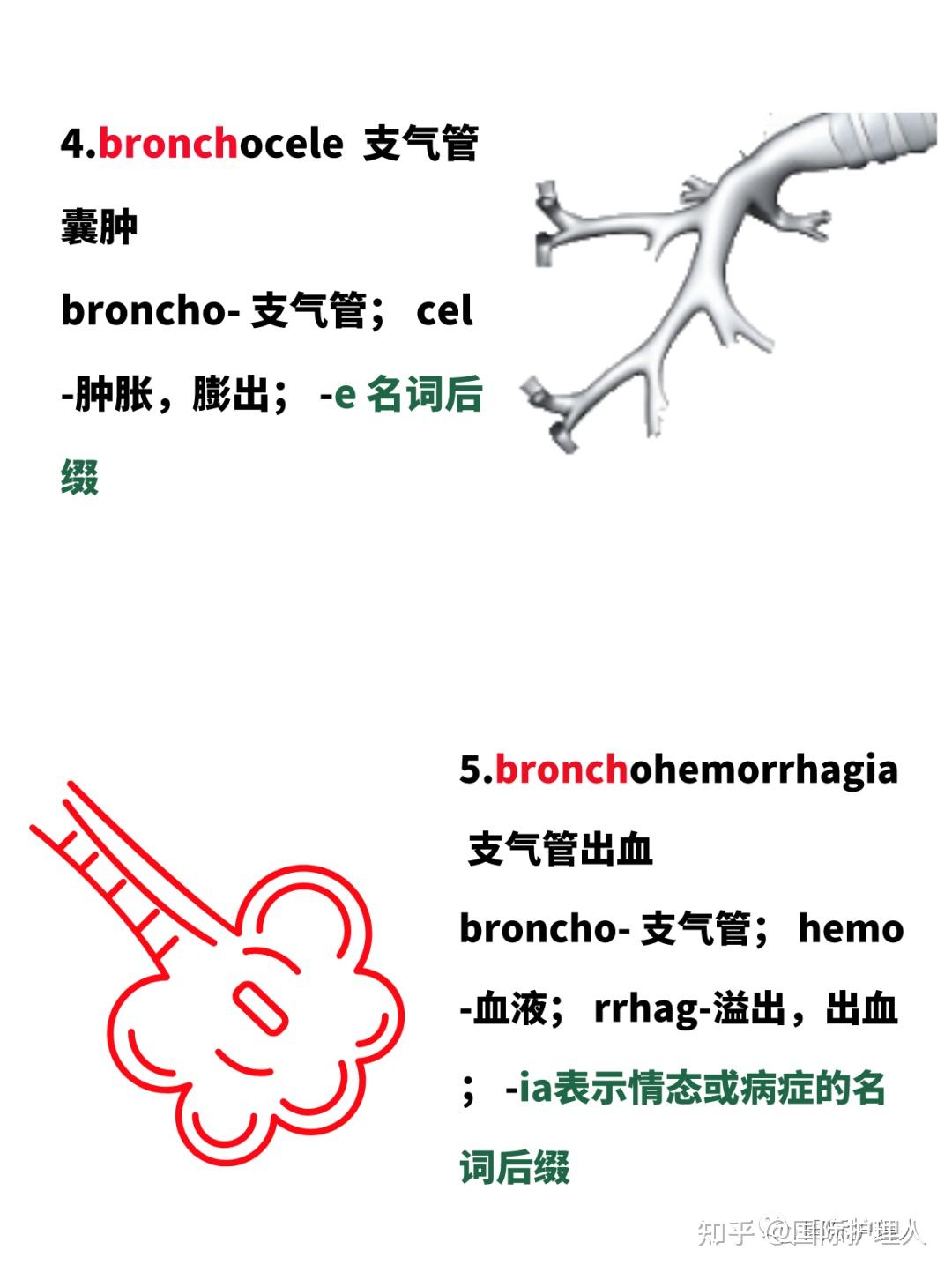 零基础，3分钟掌握与【bronch(o) 支气管】相关的医学英语术语！ - 知乎