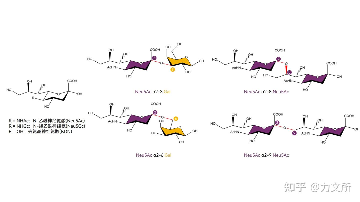 干货！α2-3,6,8唾液酸酶（α2-3,6,8 神经氨酸苷酶）：揭秘生命科学中的关键工具酶 - 知乎