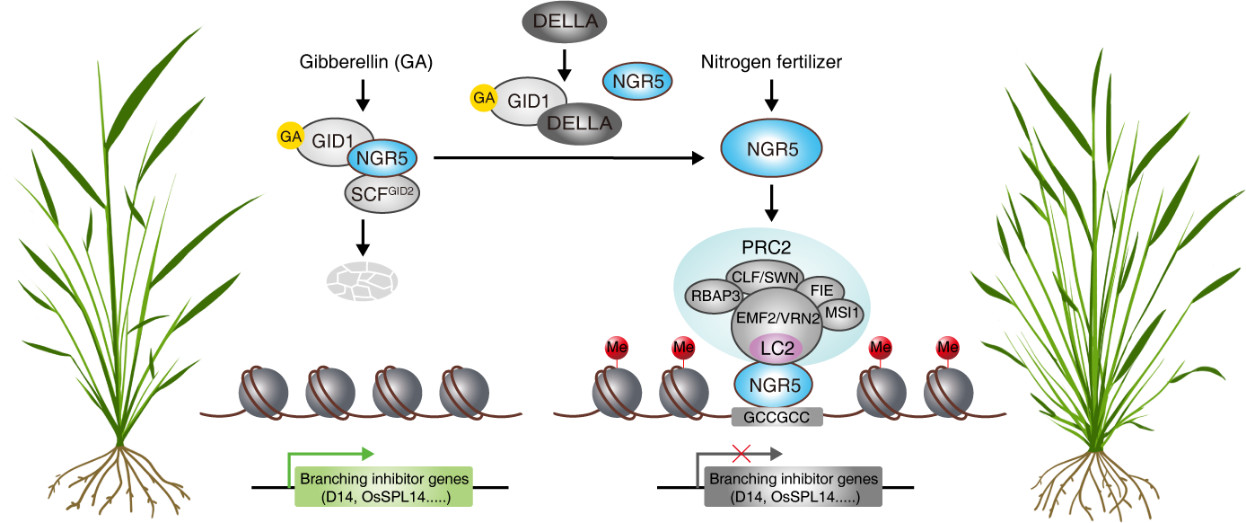 院士点评 | Science 突破！傅向东团队发现水稻氮肥利用效率调控新机制，助力新一轮绿色革命 - 知乎