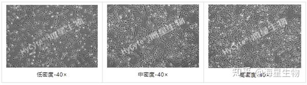 Bend.3小鼠脑微血管内皮细胞培养要点 - 知乎