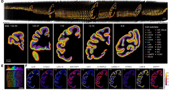 Cell重磅：迄今最完整灵长类脑细胞图谱发布！中国科学院脑智卓越中心、华大等机构共同完成 - 知乎