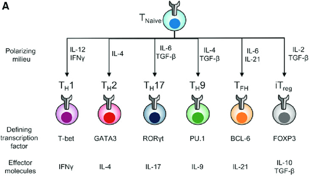 IPHASE人CD4+T细胞阳选试剂盒 - 知乎