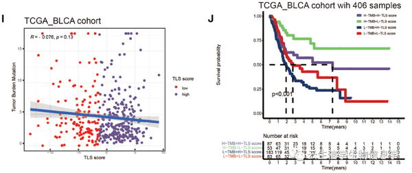 三级淋巴结构TLS生信又出新番——肿瘤二次聚类分型+预后模型构建思路直取 8分+，送上TLS基因集，换个癌种反手又是一篇！ - 知乎
