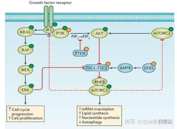 PI3Kδ靶点最新进展 - 知乎