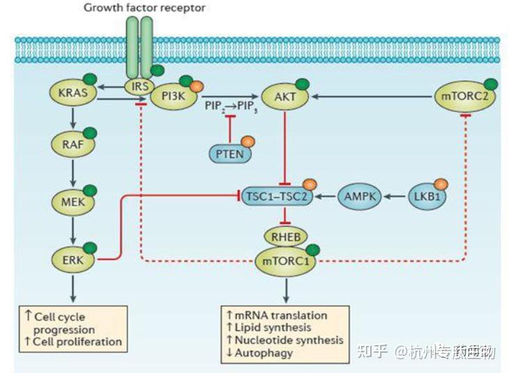 PI3Kδ靶点最新进展 - 知乎