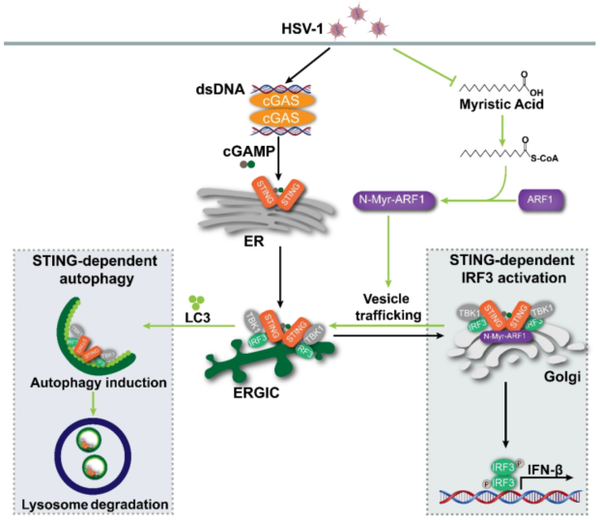 Nat Commun︱山东大学赵伟团队揭示代谢调控抗病毒固有免疫新机制 - 知乎