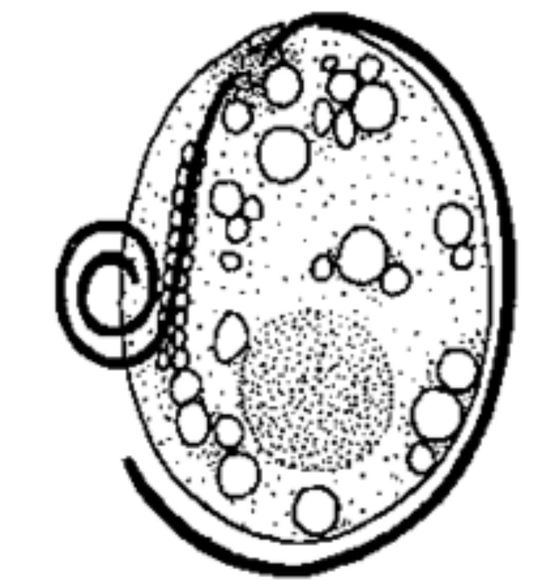 【古菌域全系列14】隐藻界Cryptista：隐于世间而影响世界 - 知乎