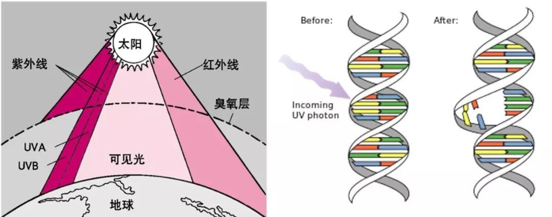 详解 UV 诱导的 DNA 损伤和修复 - 知乎