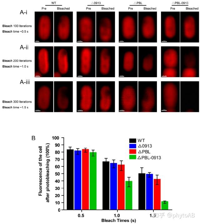 PhytoAB助力顶尖科研-PNAS | 研究揭示蓝细菌藻胆体与光系统II结合的分子胶 - 知乎