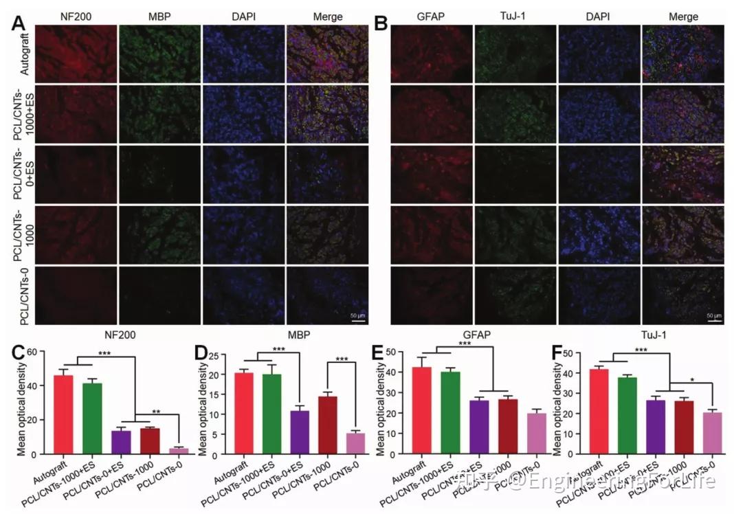 AHM：可降解导电支架引导坐骨神经再生 - 知乎