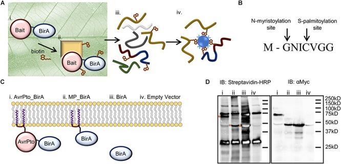 BioID技术在宿主-病原体相互作用领域的应用 - 知乎