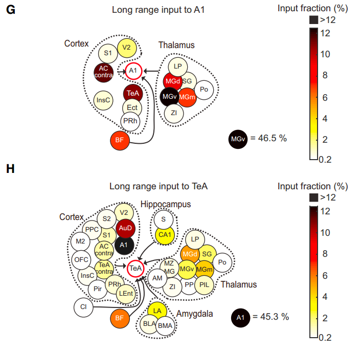 【文献解读】颞叶联合皮层在听觉触发的母体可塑性中的重要作用 - 知乎