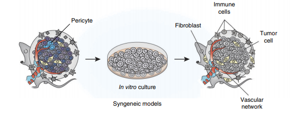 同系肿瘤小鼠模型 Syngeneic models - 知乎