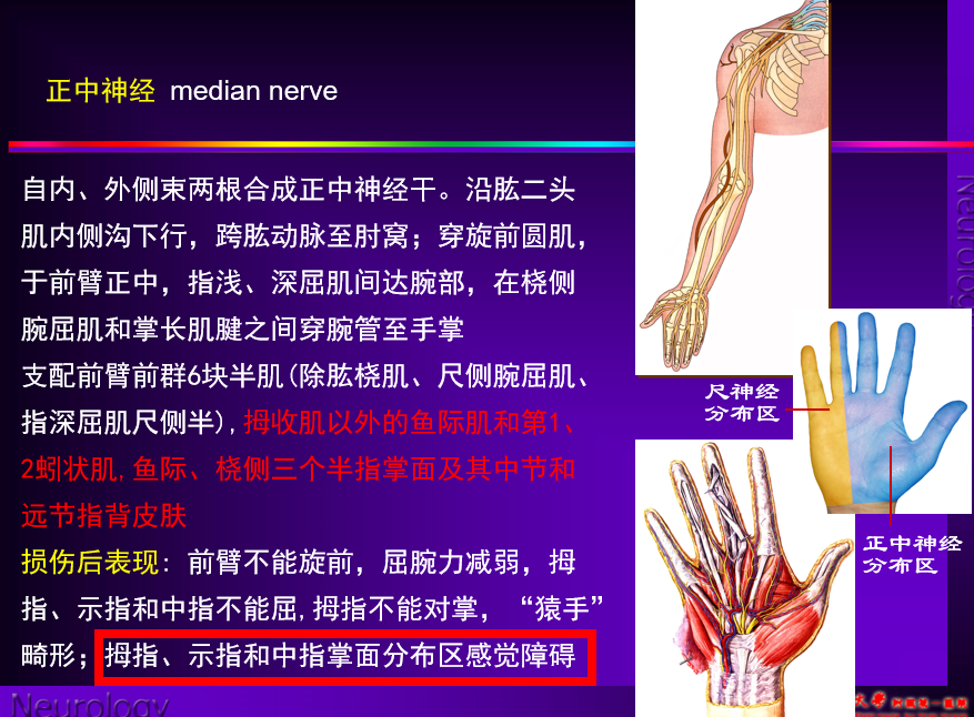 白话神经病学-神经系统的结构、功能与疾病 - 知乎