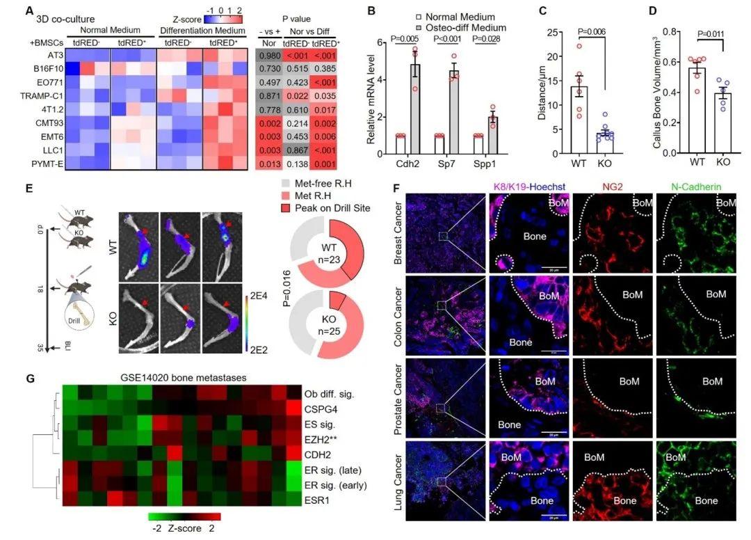Cancer Discov︱张翔团队报道NG2+基质细胞在骨重塑和转移起始中的特殊作用 - 知乎