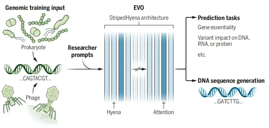 登Science封面！基因组基础模型Evo重磅发布，AI解码分子、DNA、RNA和蛋白质 - 知乎