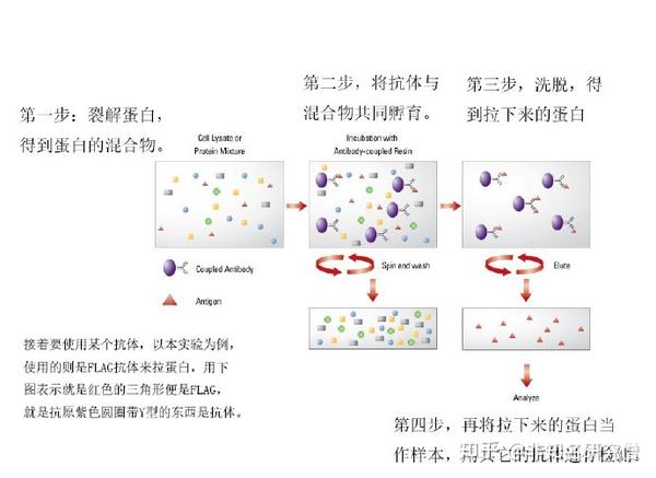 Co-IP的结果解读 - 知乎