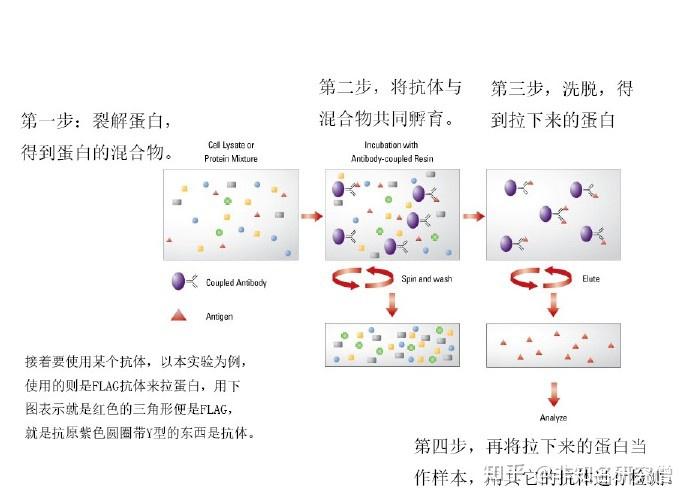 Co-IP鄙鲁崔薄舆 - 知乎