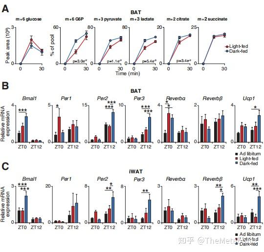 代谢学人--Science：限时进食，快乐减肥 - 知乎