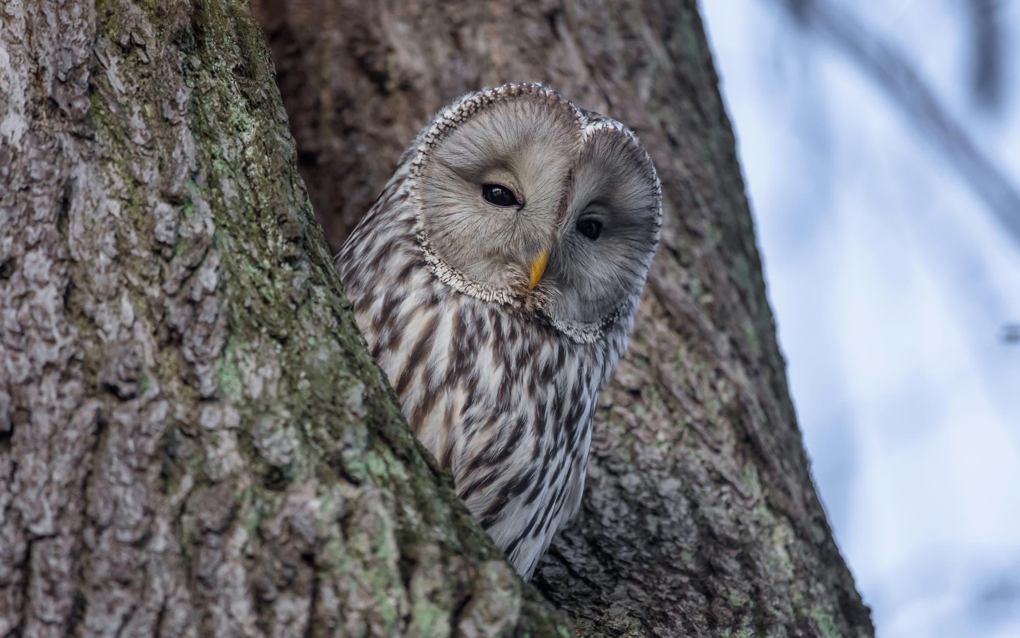 设计数据密集型应用（4）：Encoding and Evolution - 知乎