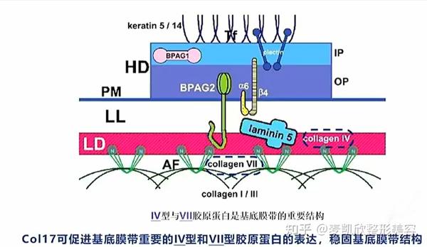 胶原蛋白XVII（COL17）与皮肤衰老的关系 - 知乎