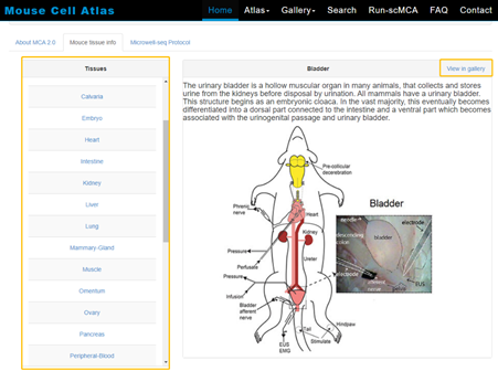 Mouse Cell Atlas：小鼠单细胞图谱，专业 - 知乎