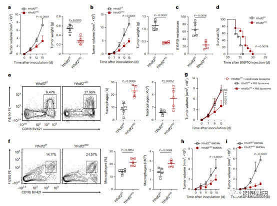Nat Immu | m6A阅读蛋白协调肿瘤相关巨噬细胞的重编程，控制抗肿瘤免疫力 - 知乎