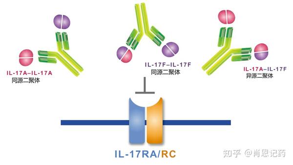 如何记住所有FDA批准生物药？| IL-17A、IL-17F双拮抗剂 | Bimekizumab | 及4款IL-17拮抗剂总结 - 知乎