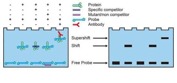 EMSA实验详解 - 知乎