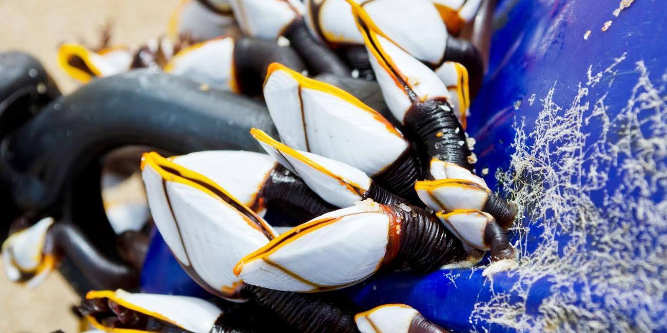 冒着生命危险得来的珍馐：海味浓烈的鹅颈藤壶 - 知乎