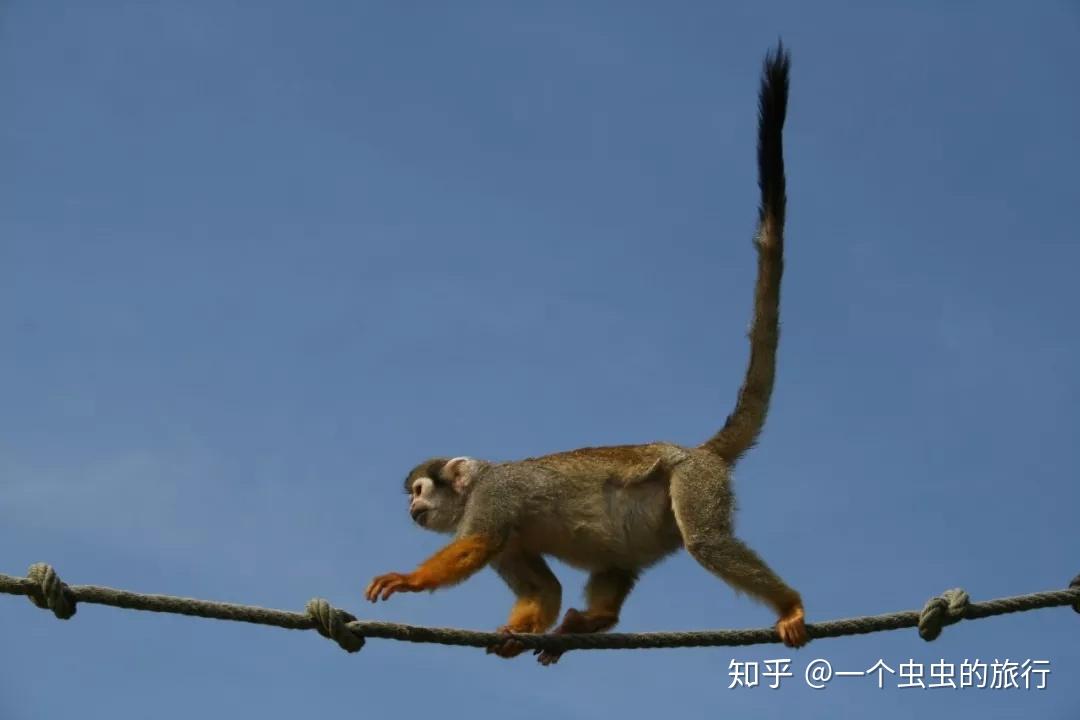 人类为何没有尾巴