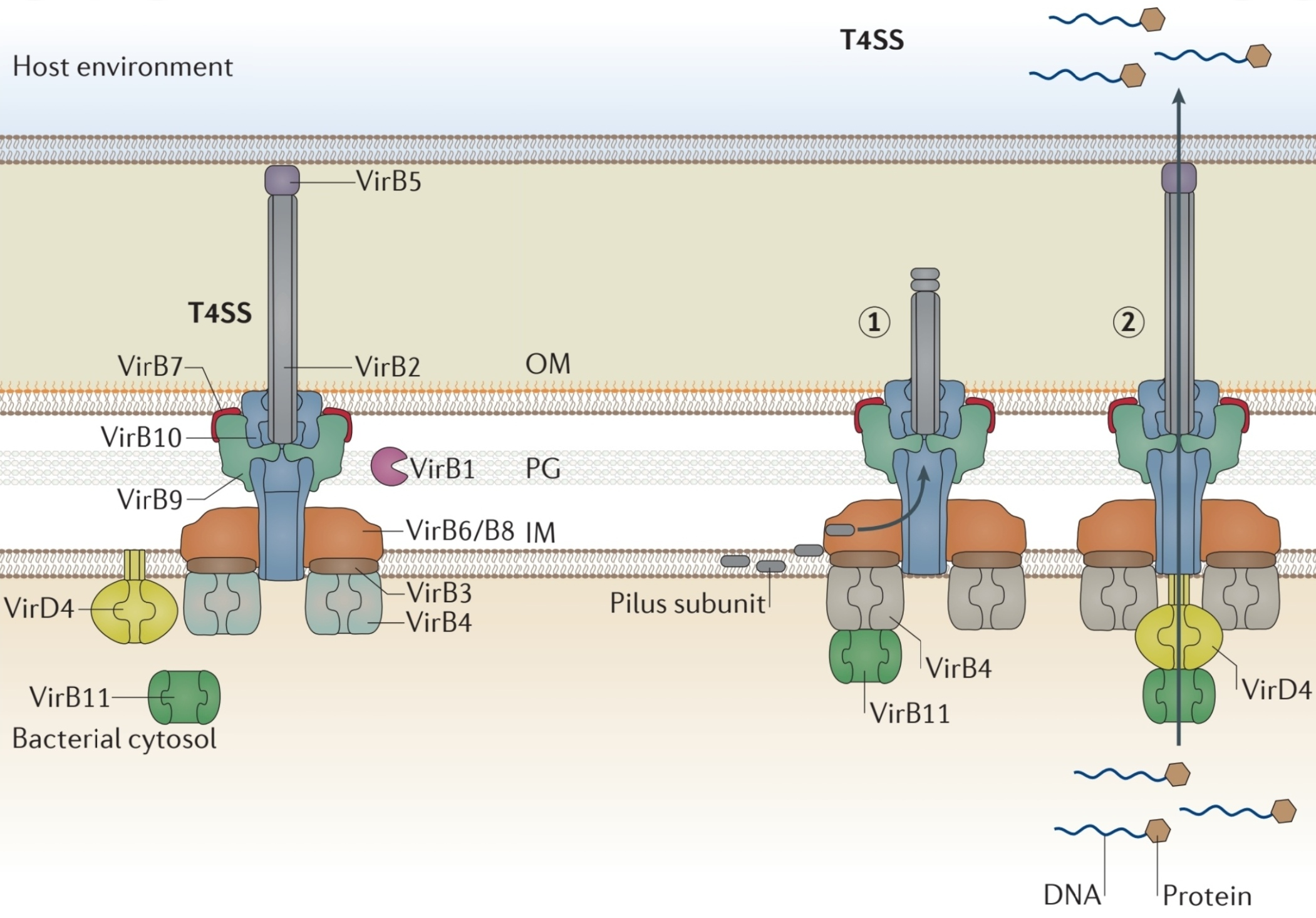 细菌的分泌系统 - 知乎