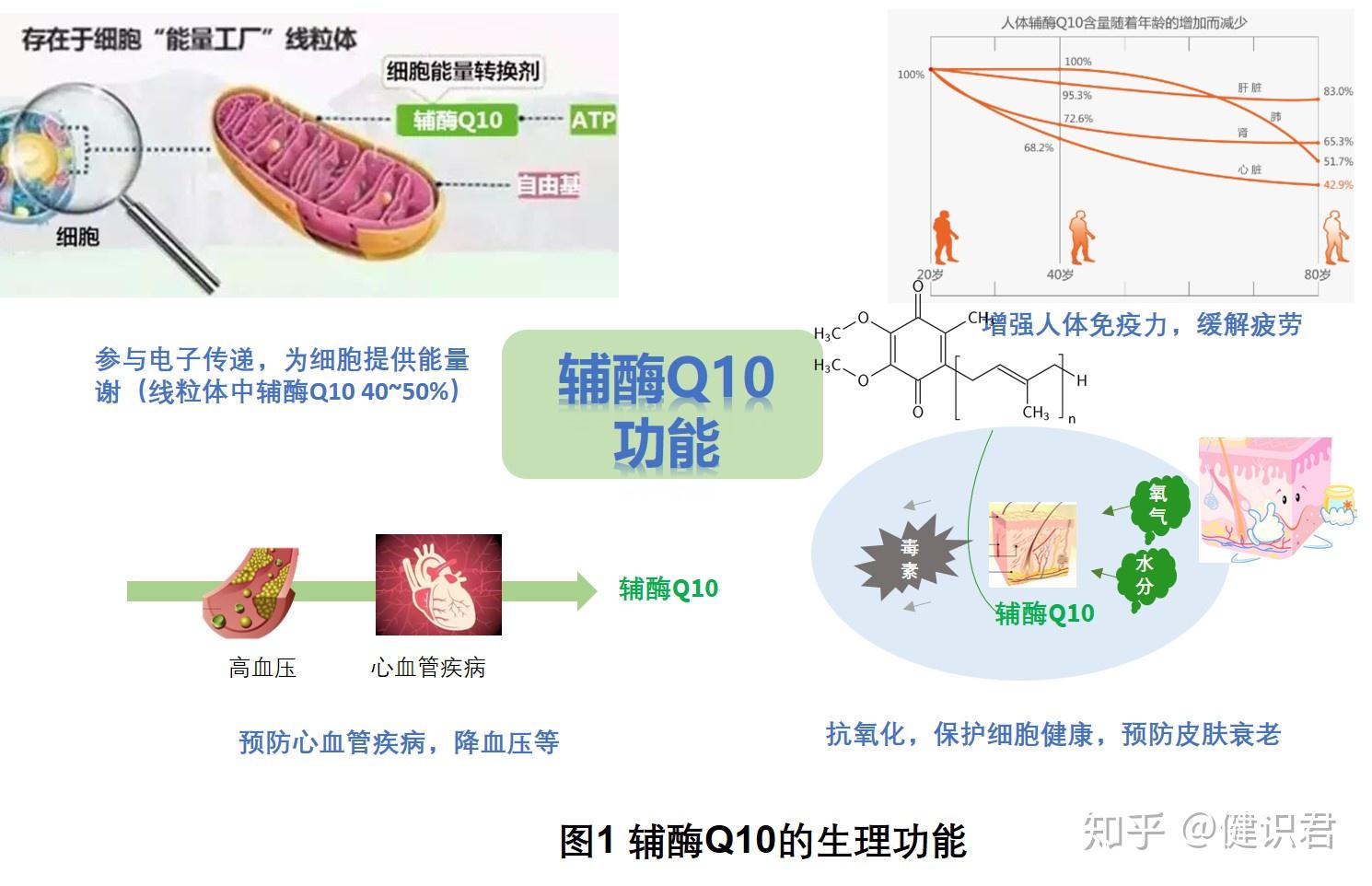 辅酶Q10系列二：辅酶Q10的生理功能 - 知乎