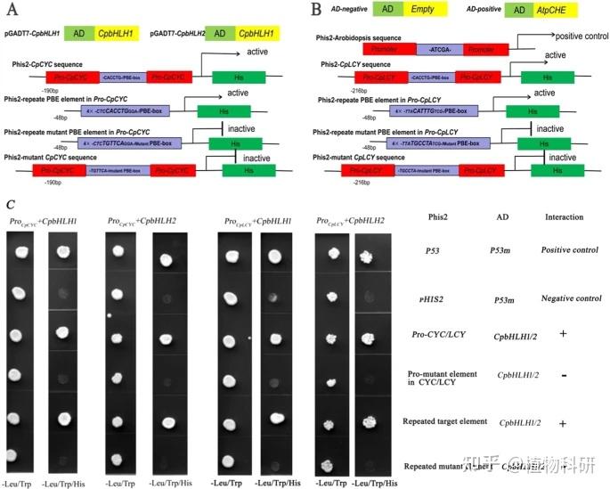 H R|福建农林大学研究团队利用Y1H等技术揭示了木瓜CpbHLH1/2在木瓜果实成熟过程中调控类胡萝卜素生物合成相关基因 - 知乎
